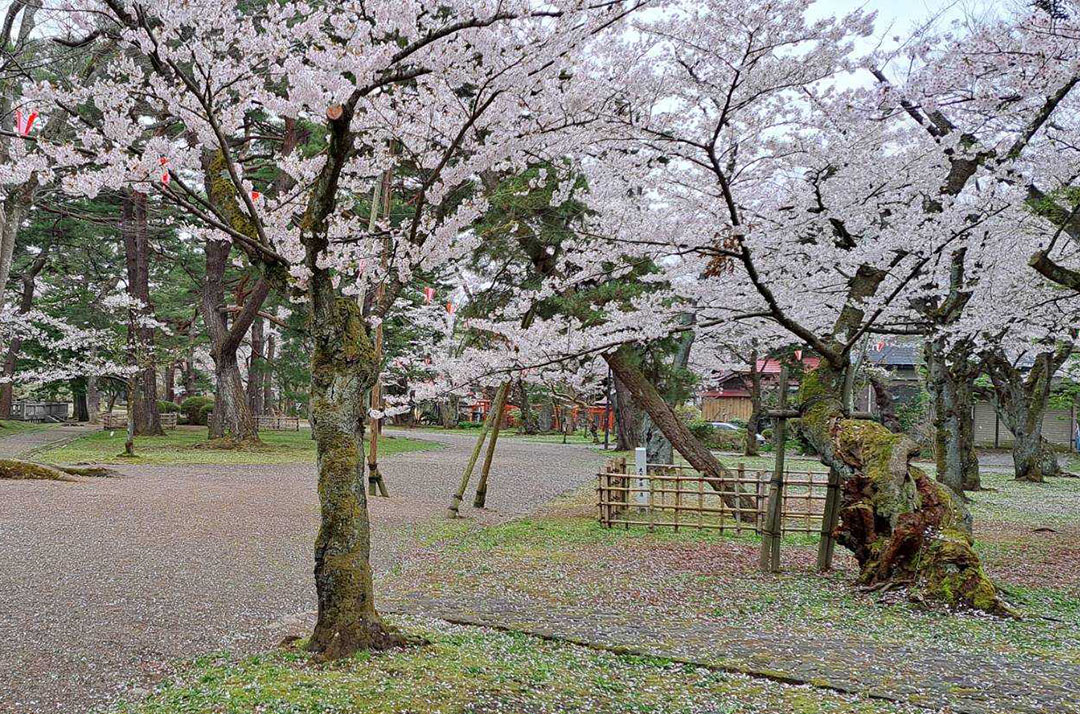 【WebCG】新入生歓迎会🌸 | 学校法人コア学園 秋田コア ビジネスカレッジ